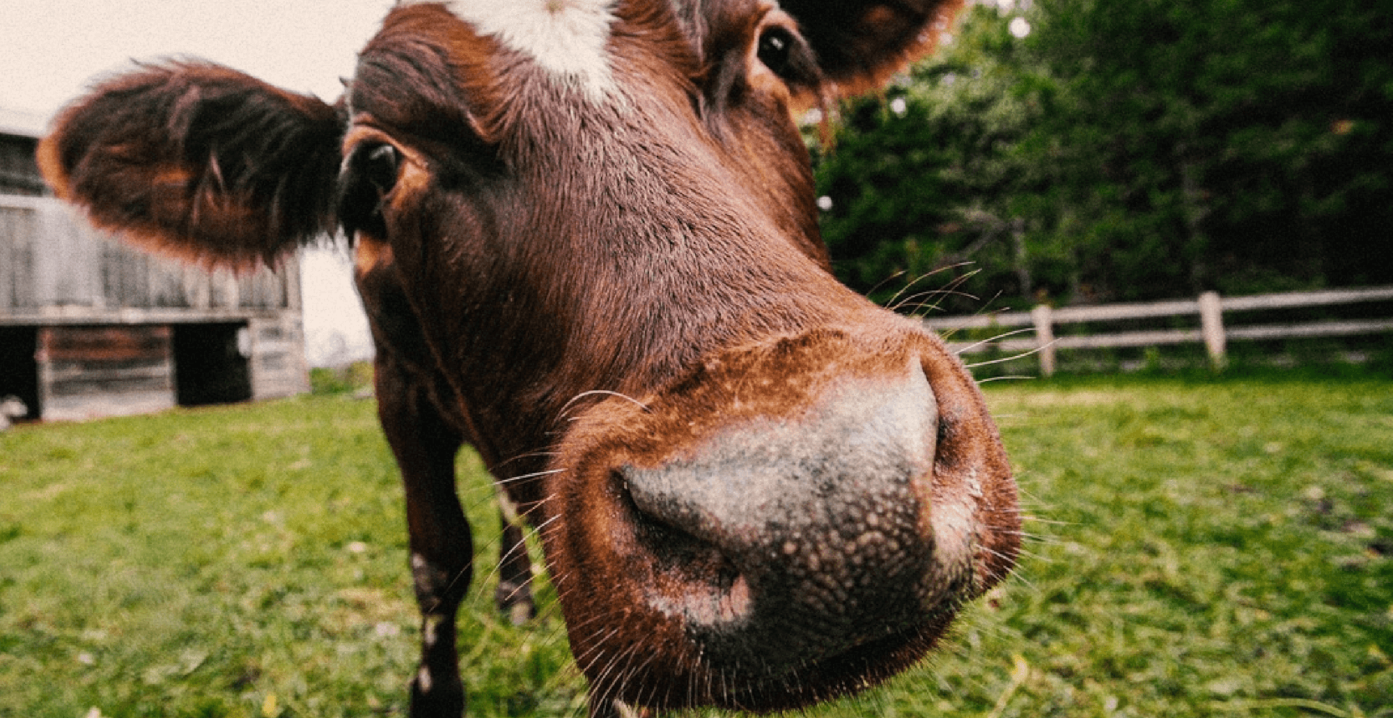 peta2 is helping young people stand up for animals | peta2