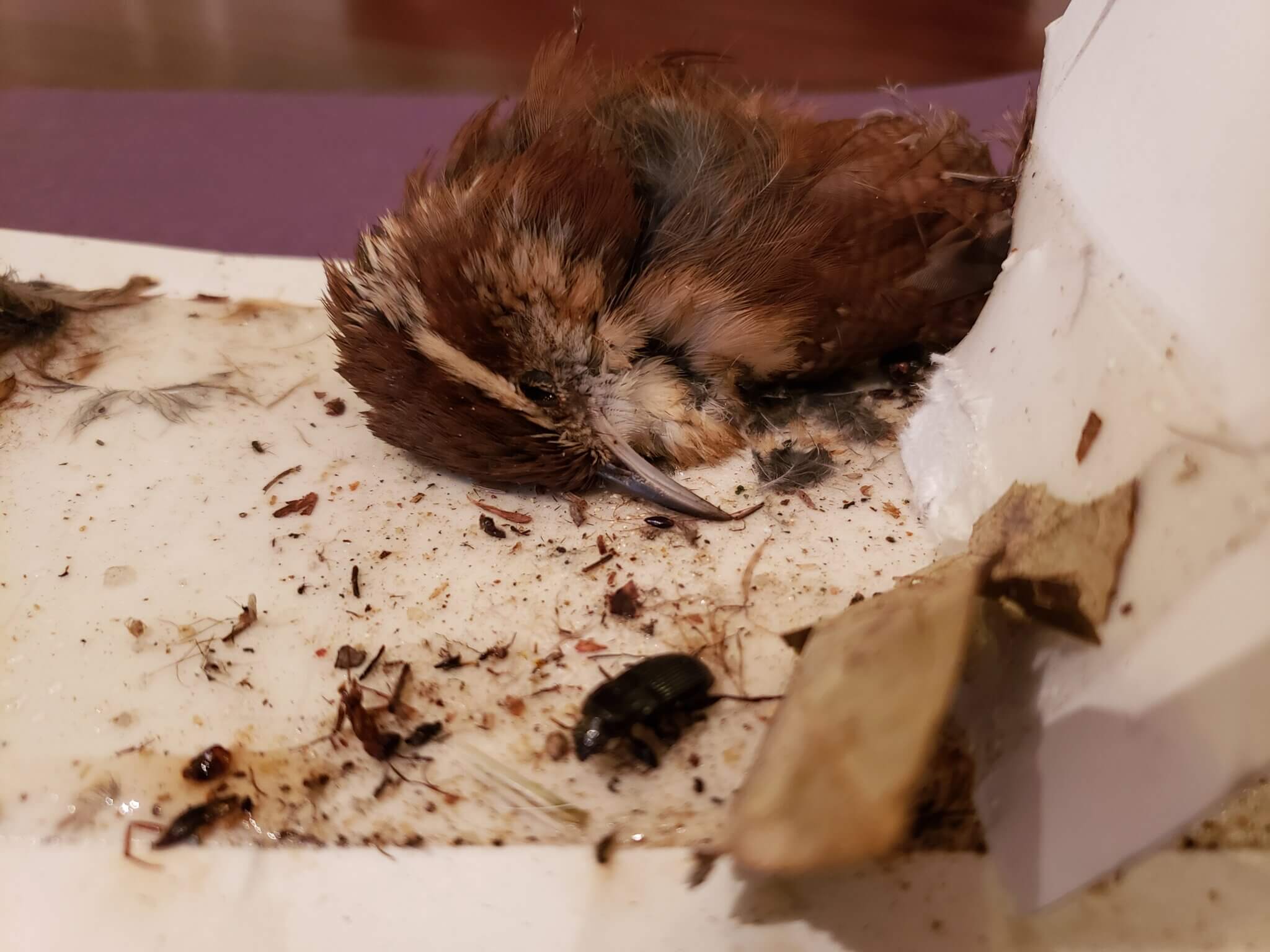 why you should never use a glue trap | peta2