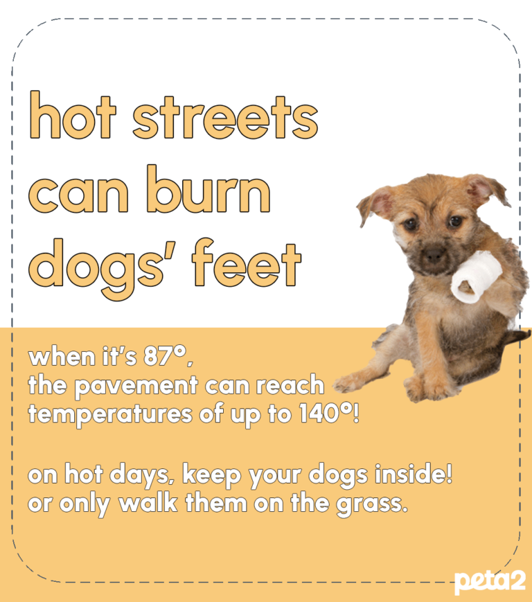protect your pup’s paws from hot pavement | peta2