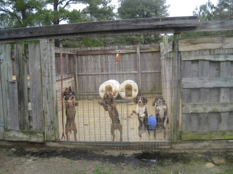 what’s wrong with hunting? | peta2