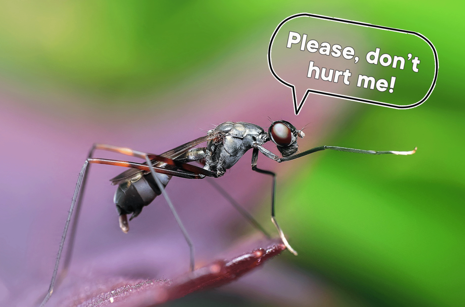 do insects feel pain? | peta2