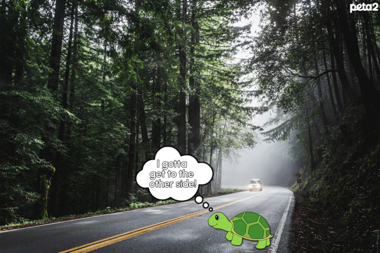 help turtles who you see in the road | peta2