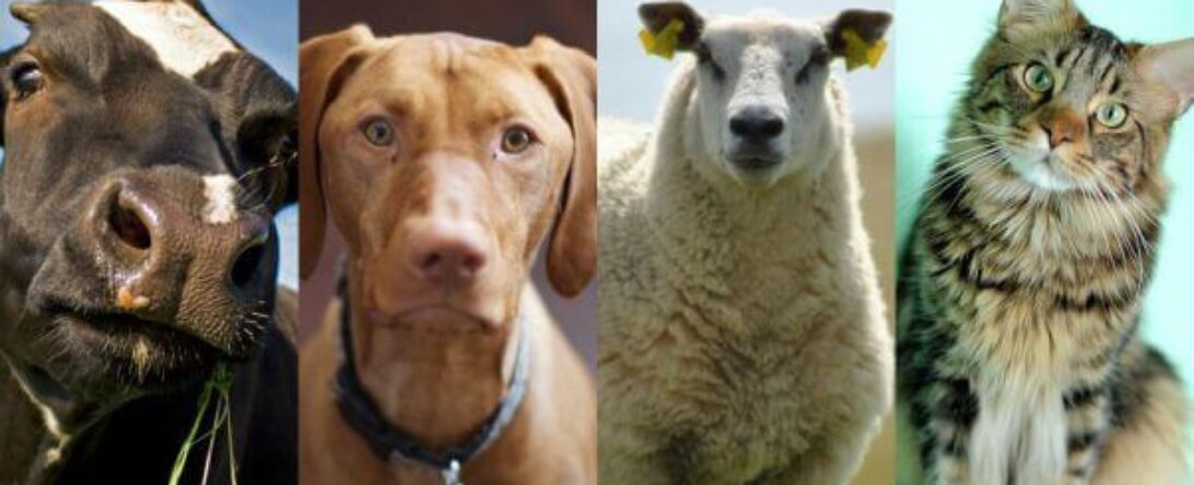 learn: speciesism is a social justice issue | peta2