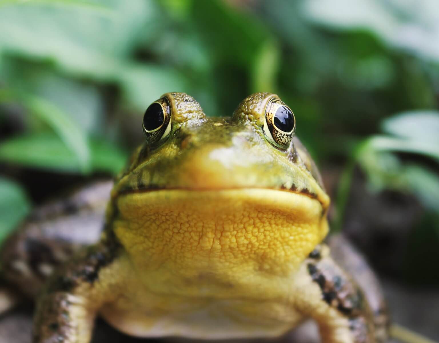 the kind frog can save frogs | peta2