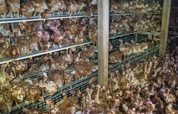 mission: show people the cage-free egg truth | peta2