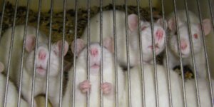 experimenting on animals is cruel and pointless | peta2