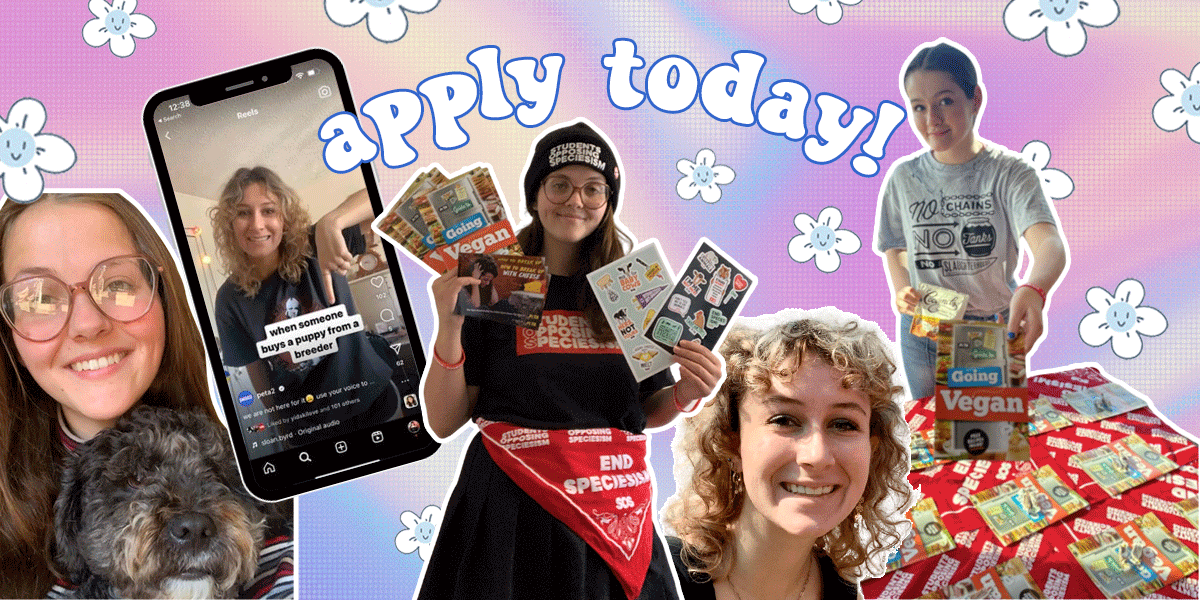 apply now: peta2 advanced internship! | peta2