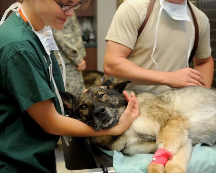 you don’t have to harm animals in vet school to be a veterinarian | peta2