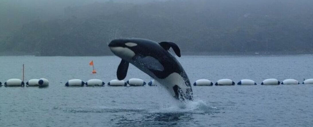 how to table at your school to help animals | peta2