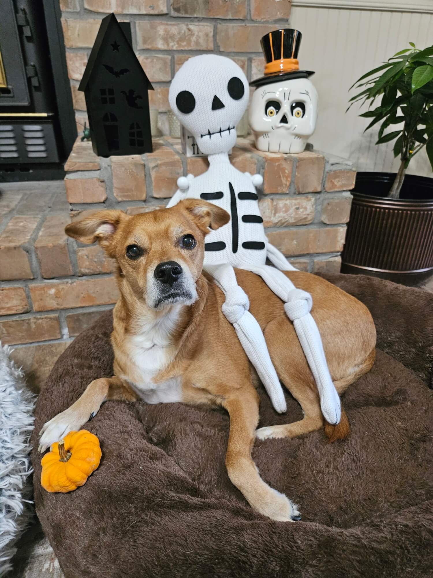 keep animals safe this halloween | peta2