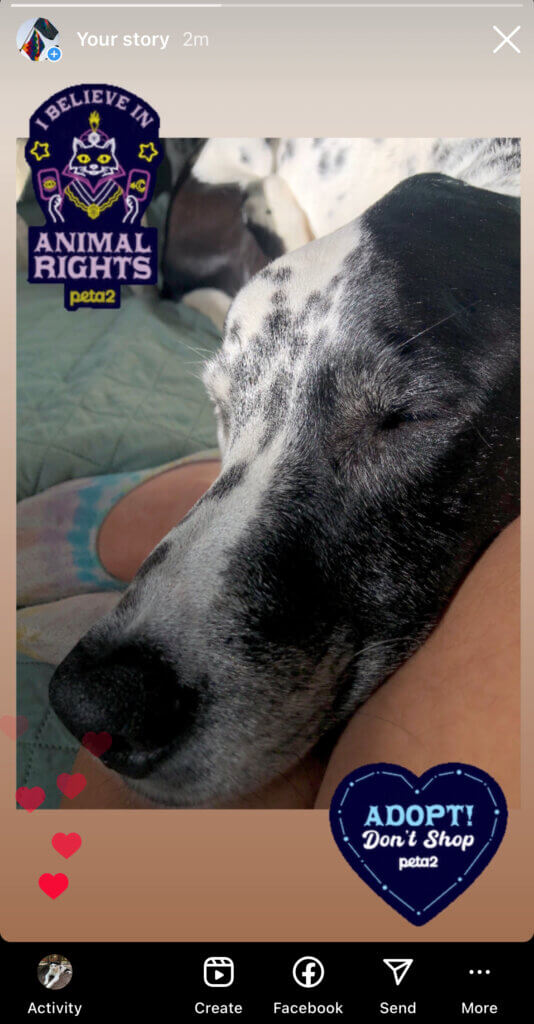 mission: use your sign gifs to spice up ig stories | peta2