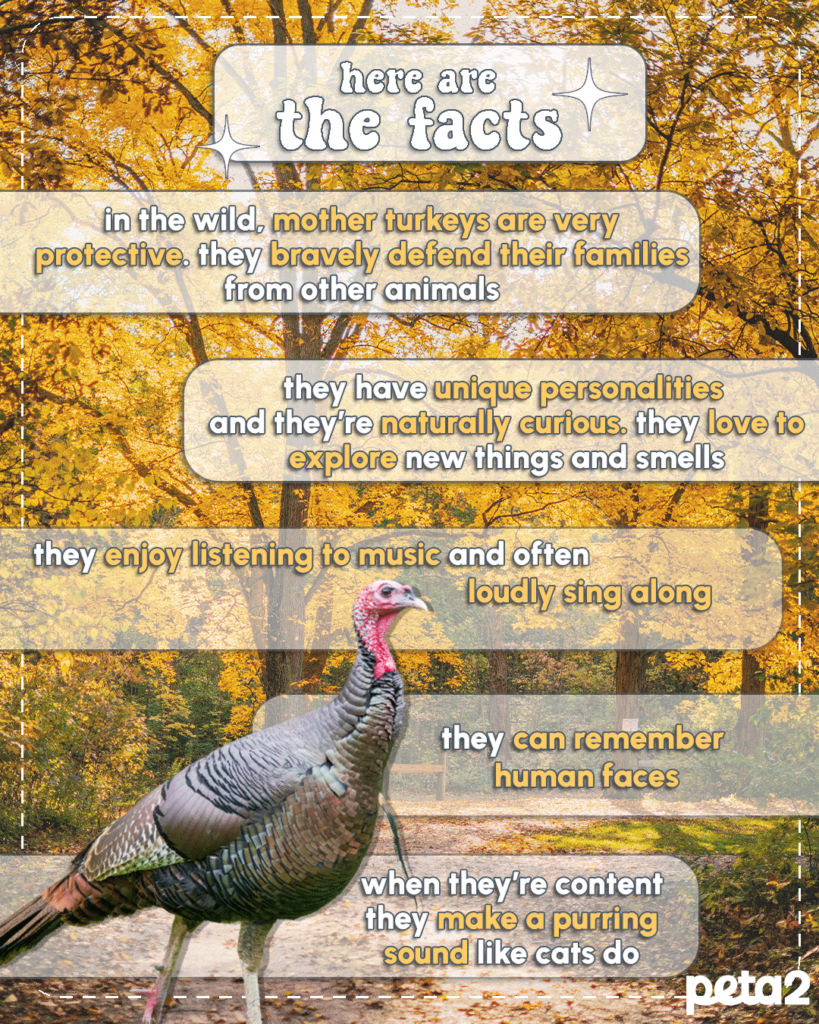 12 turkey facts you’ll gobble up | peta2