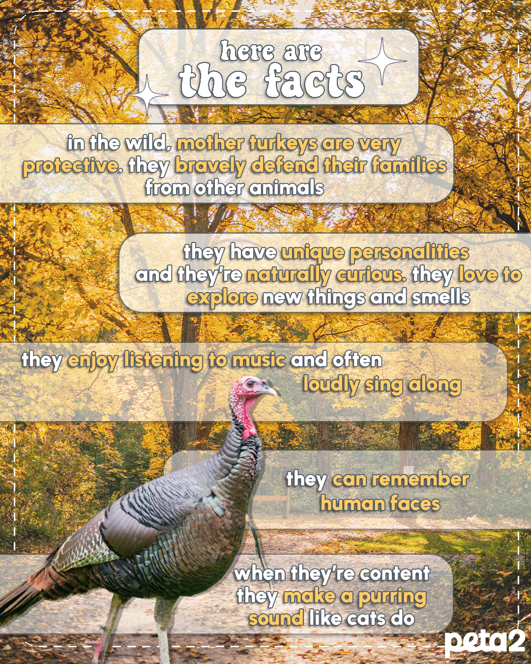 12 turkey facts you’ll gobble up | peta2