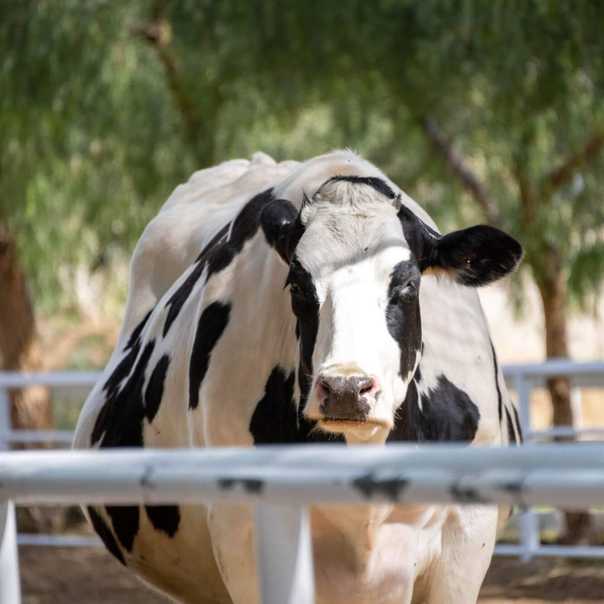 the tastiest vegan cheese brands to try | peta2