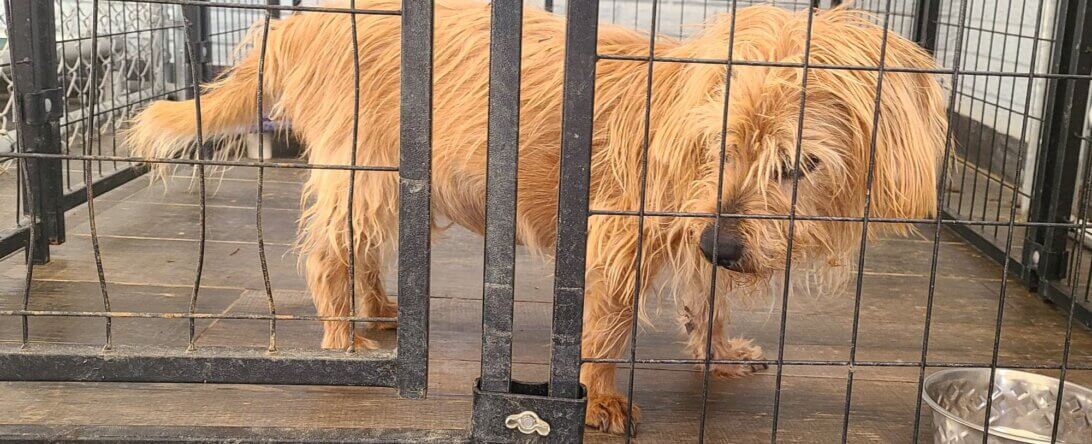 learn about animal rights issues | peta2