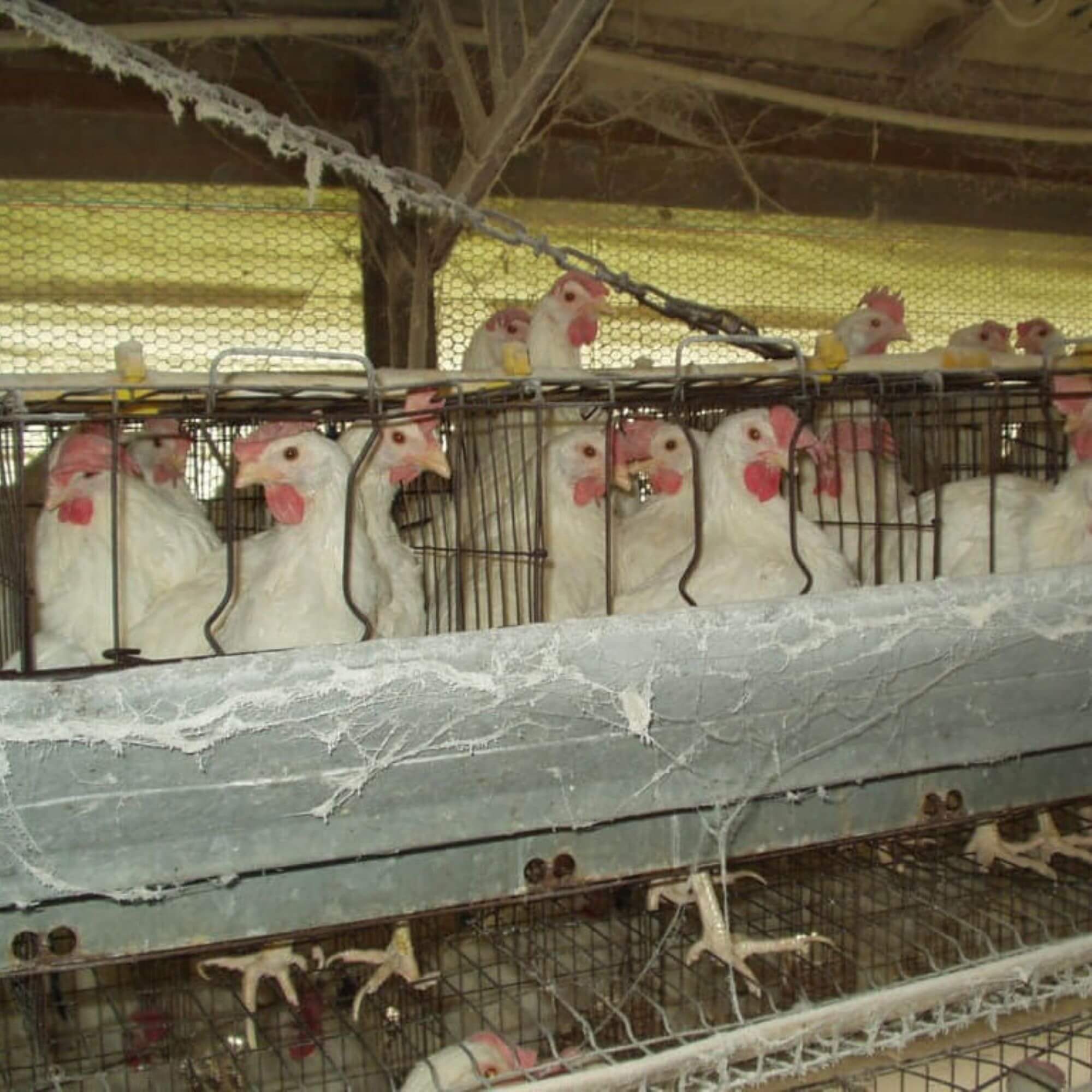 mission: put our egg leaflet on a carton of eggs | peta2