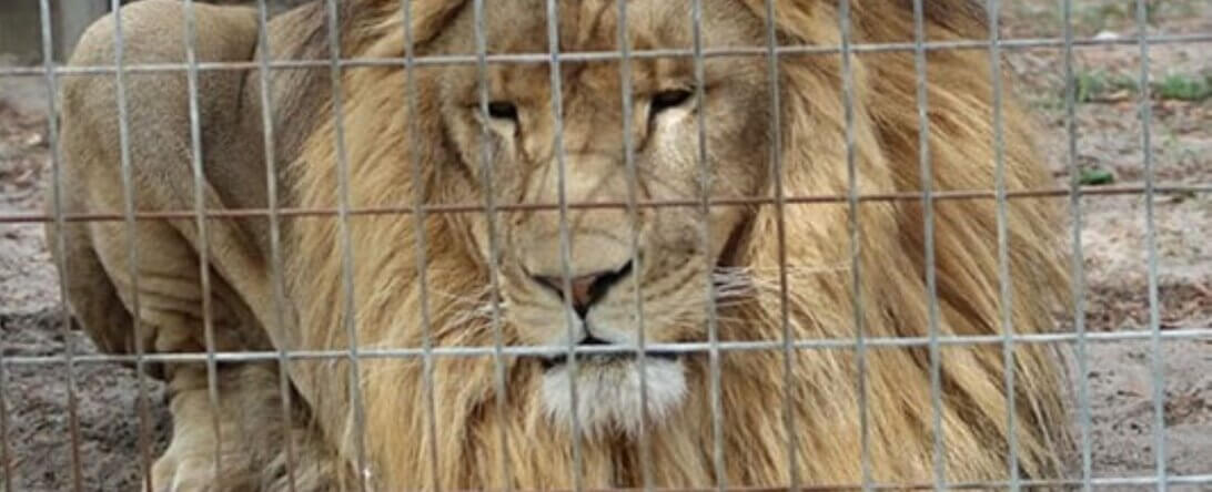 learn about animal rights issues | peta2