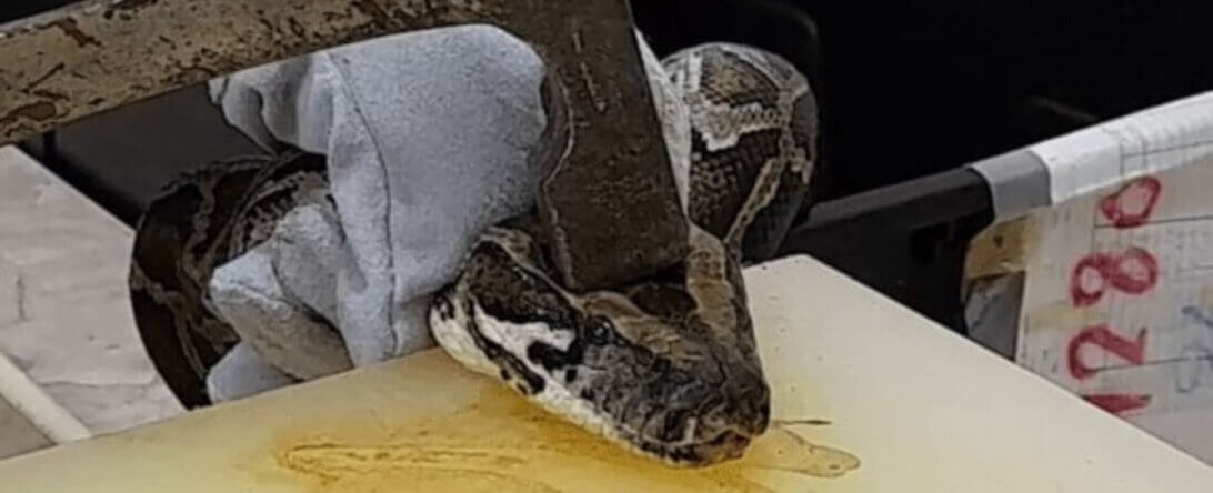 want to leaflet at school? follow these tips! | peta2