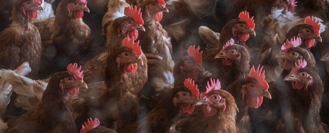 ways young people can help animals! | peta2