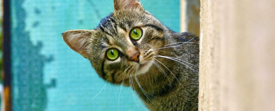 learn about animal rights issues | peta2