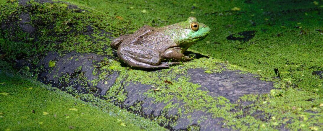 ways young people can help animals! | peta2