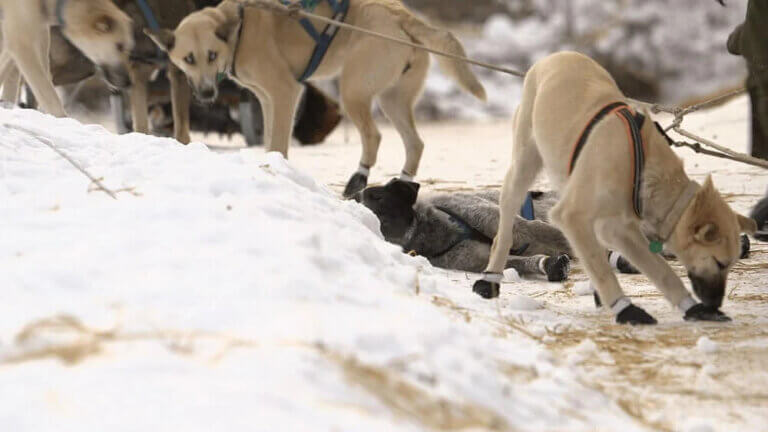 mission: dogs chained, suffering, dying: end the iditarod | peta2