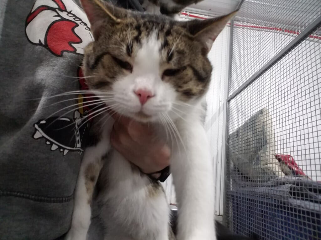 update: veterinary chains cut ties with blood bank | peta2