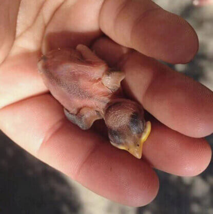 mission: how to help a baby bird | peta2
