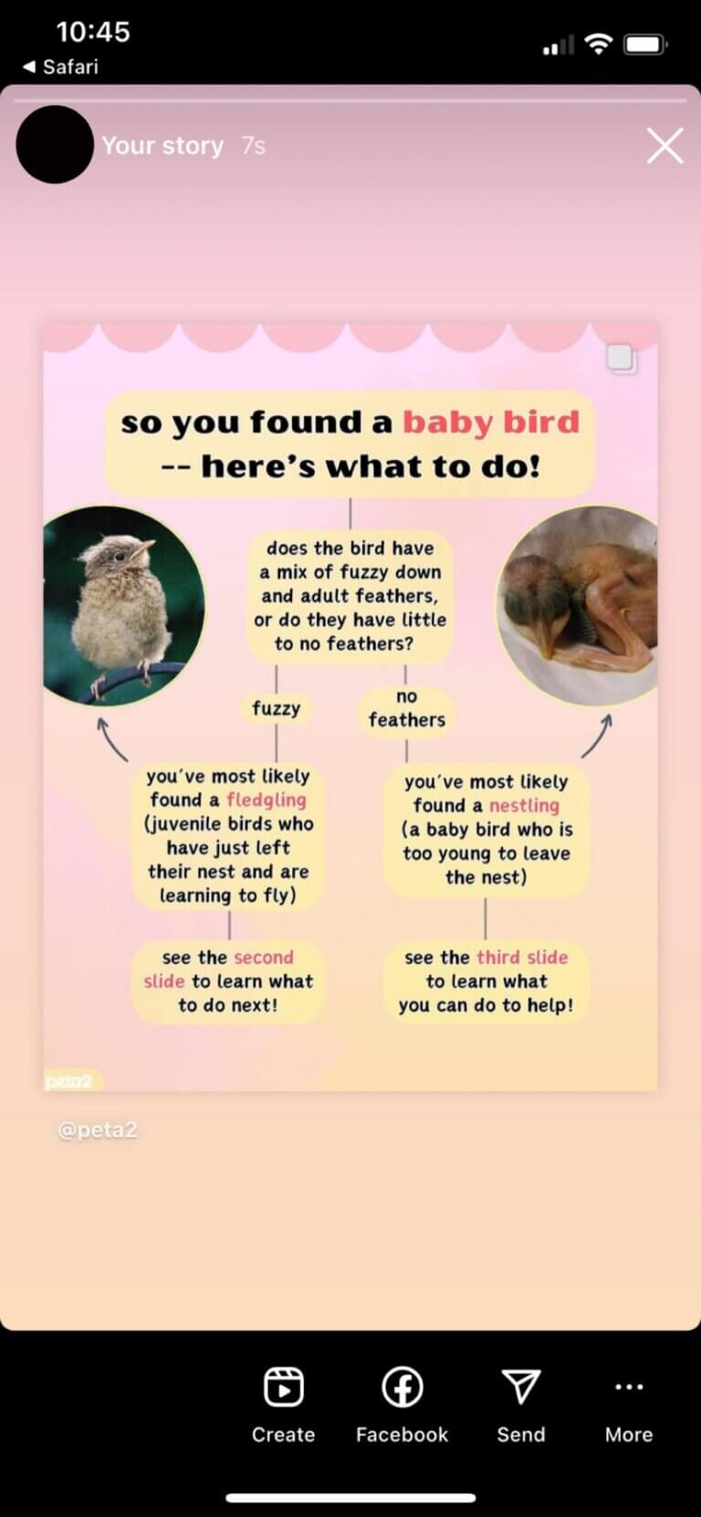 mission: how to help a baby bird | peta2