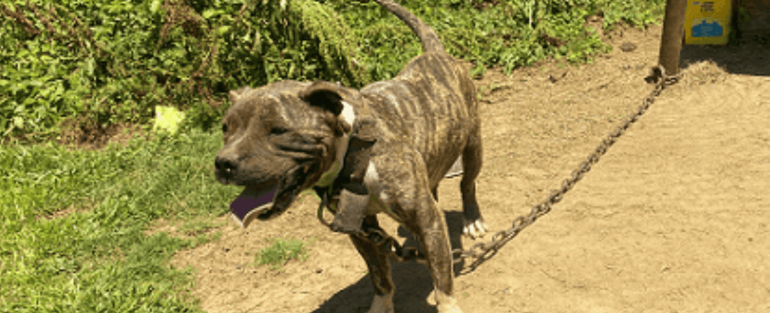 ways young people can help animals! | peta2