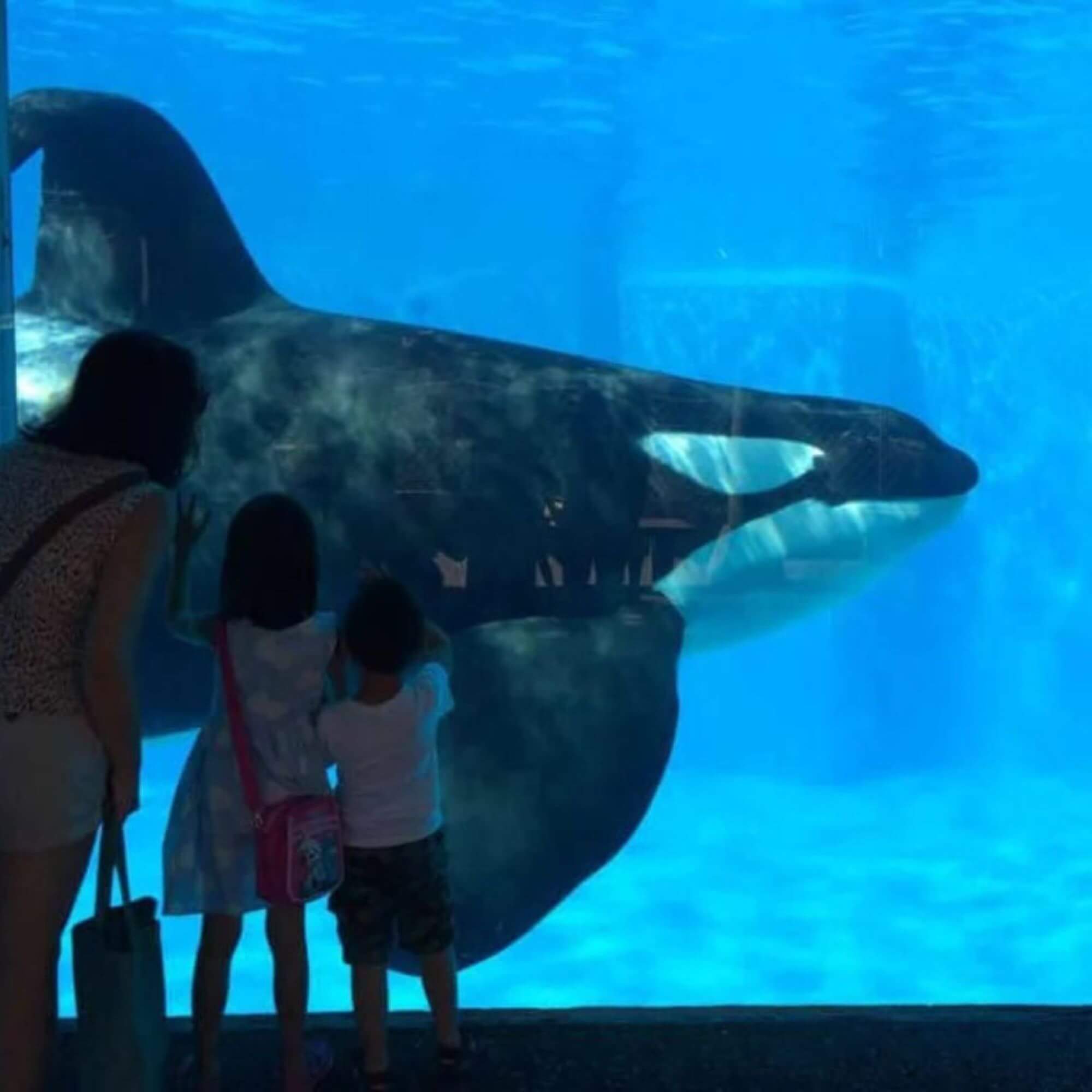 mission: use our ‘empty the tanks’ tiktok effect