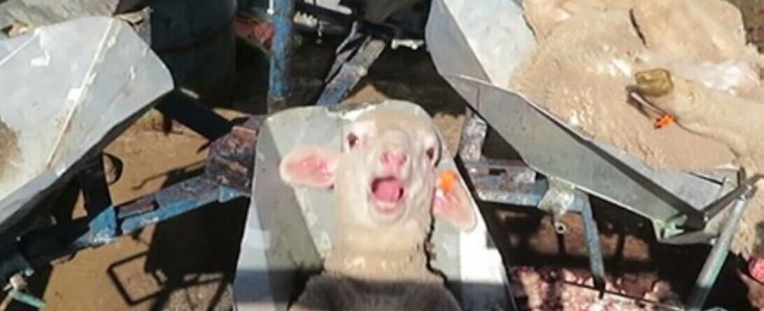 ways young people can help animals! | peta2