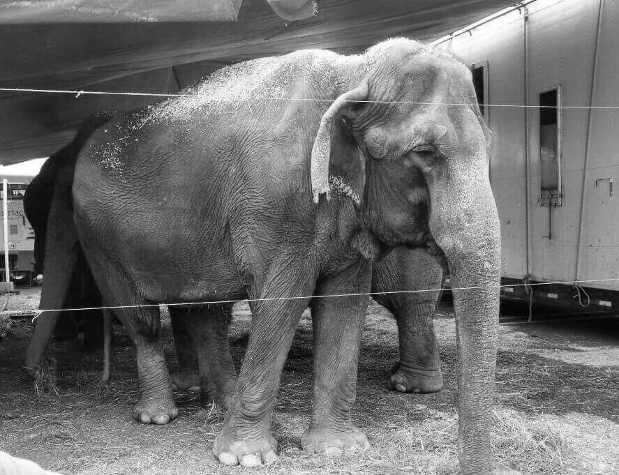 mission: urge carson & barnes circus to end animal acts! | peta2