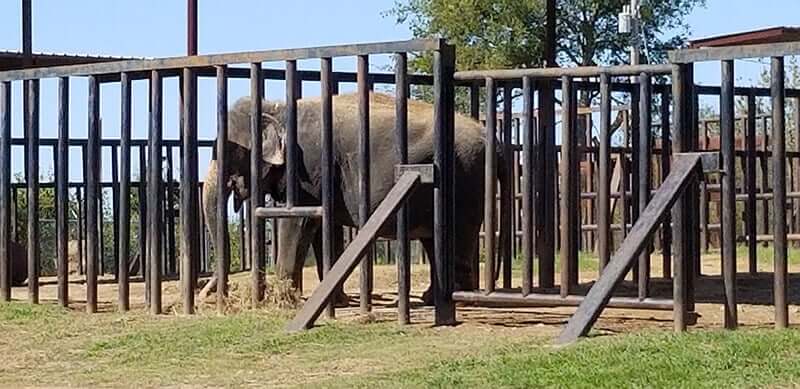 mission: urge carson & barnes circus to end animal acts! | peta2