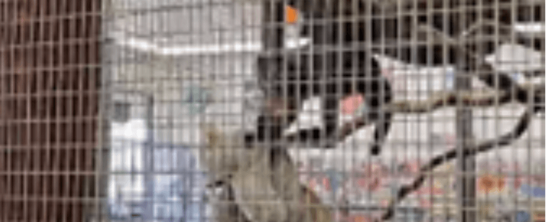 ways young people can help animals! | peta2