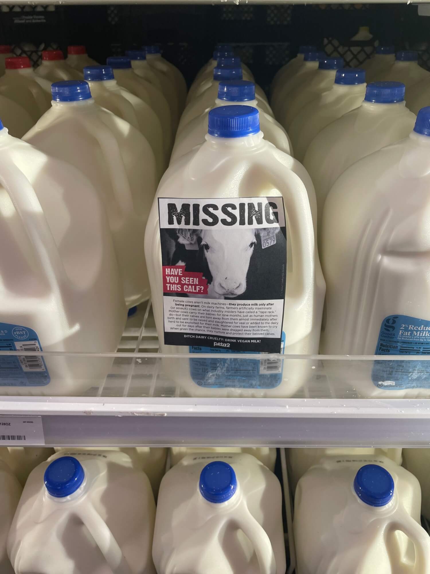 mission: missing calves | peta2