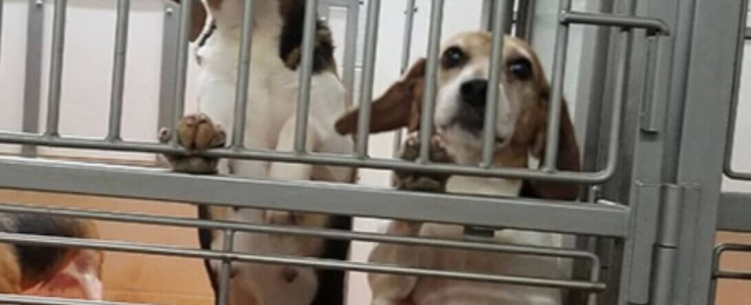ways young people can help animals! | peta2