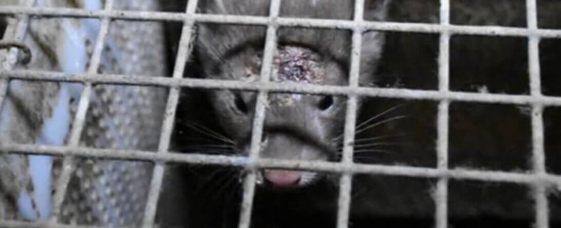 ways young people can help animals! | peta2