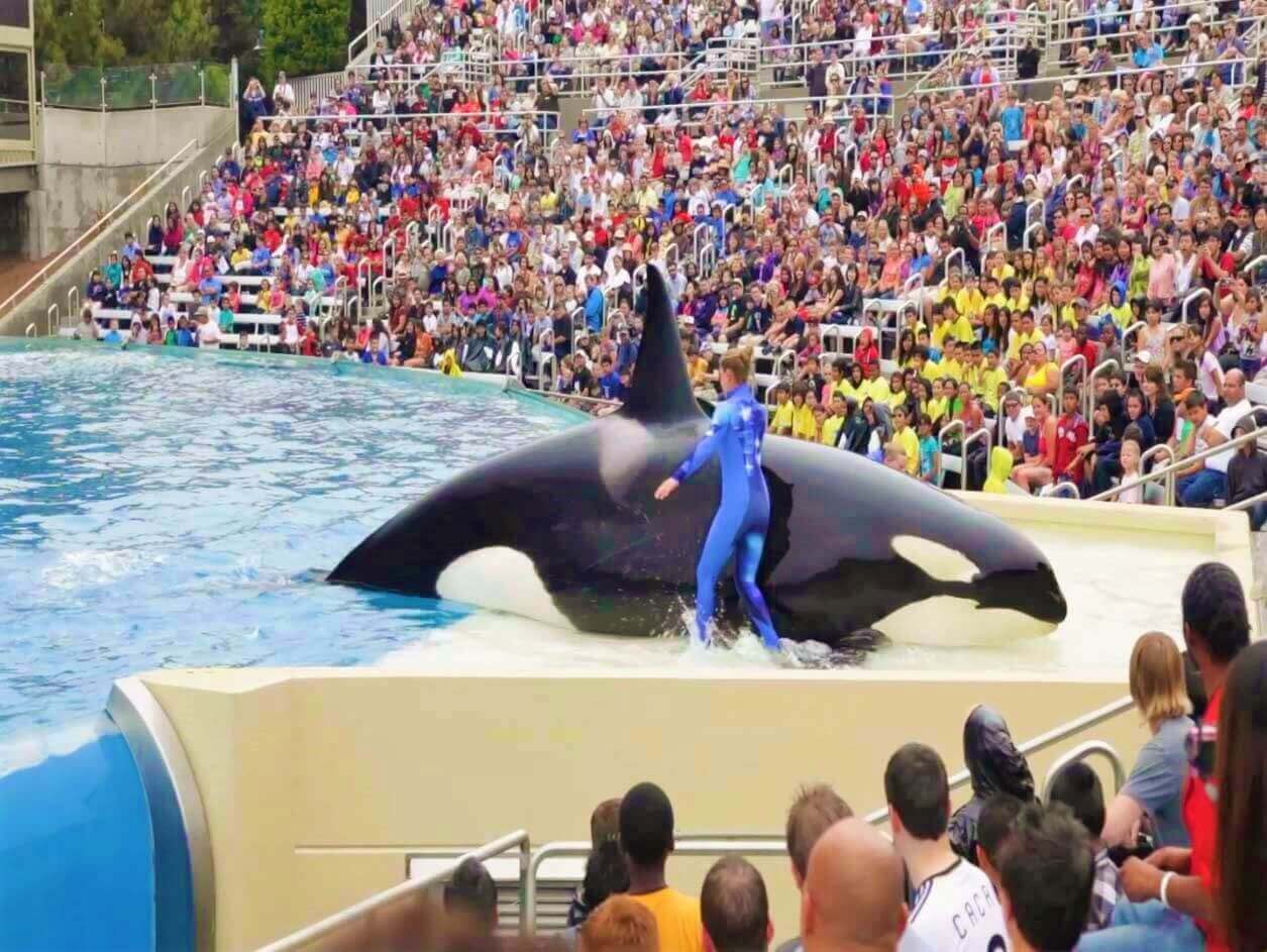 mission: share these postcards to expose seaworld | peta2