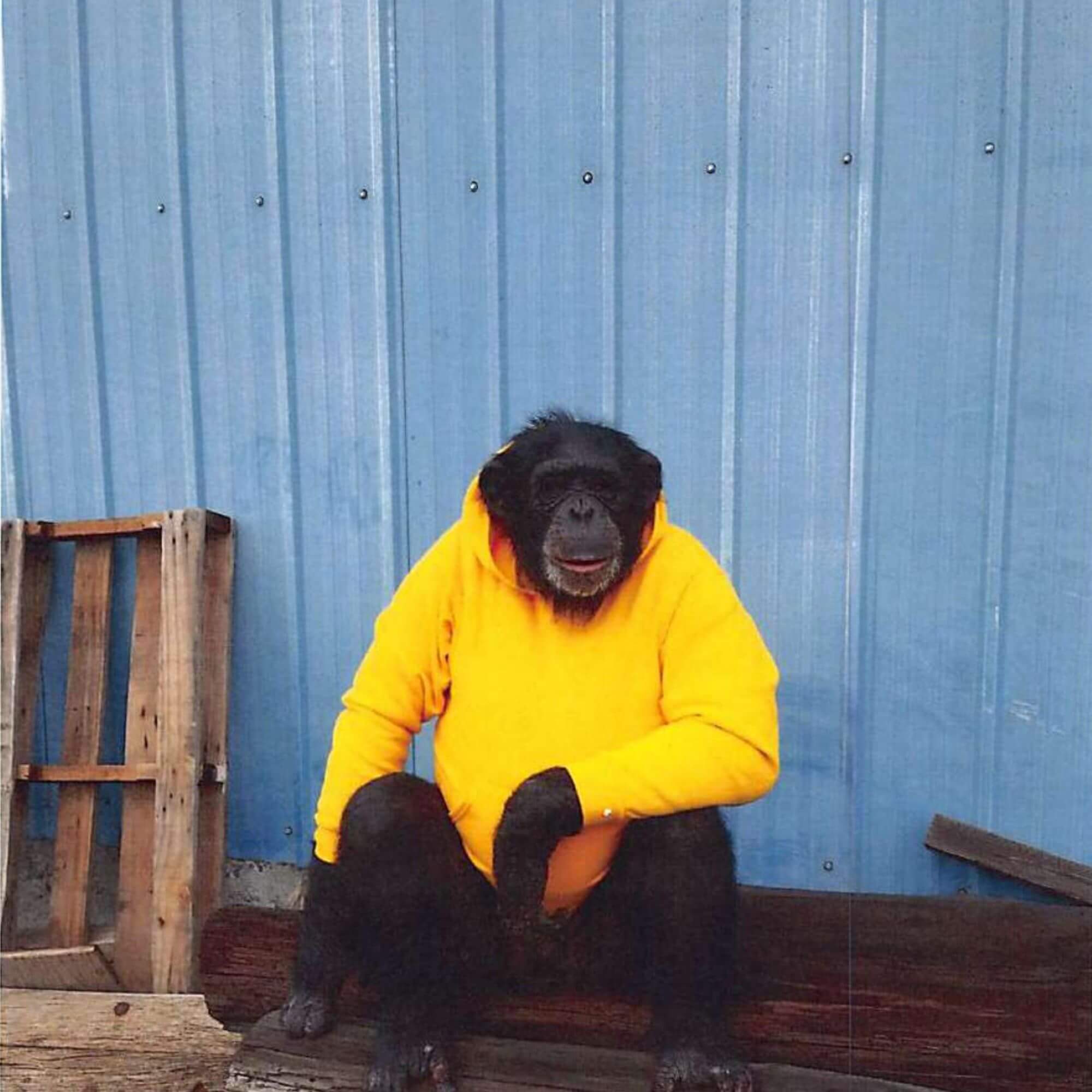 mission: watch ‘chimp crazy,’ hbo’s new docuseries | peta2