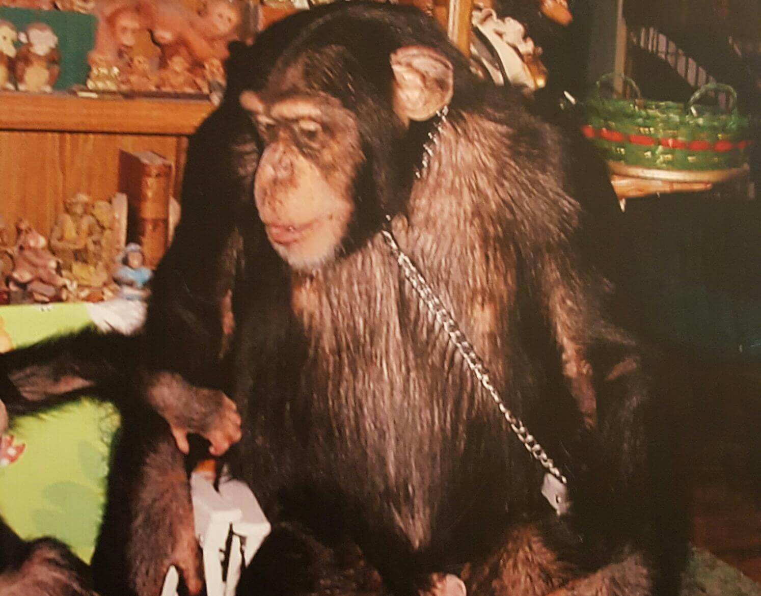 mission: watch ‘chimp crazy,’ hbo’s new docuseries | peta2 mission: watch ‘chimp crazy,’ hbo’s new docuseries | peta2