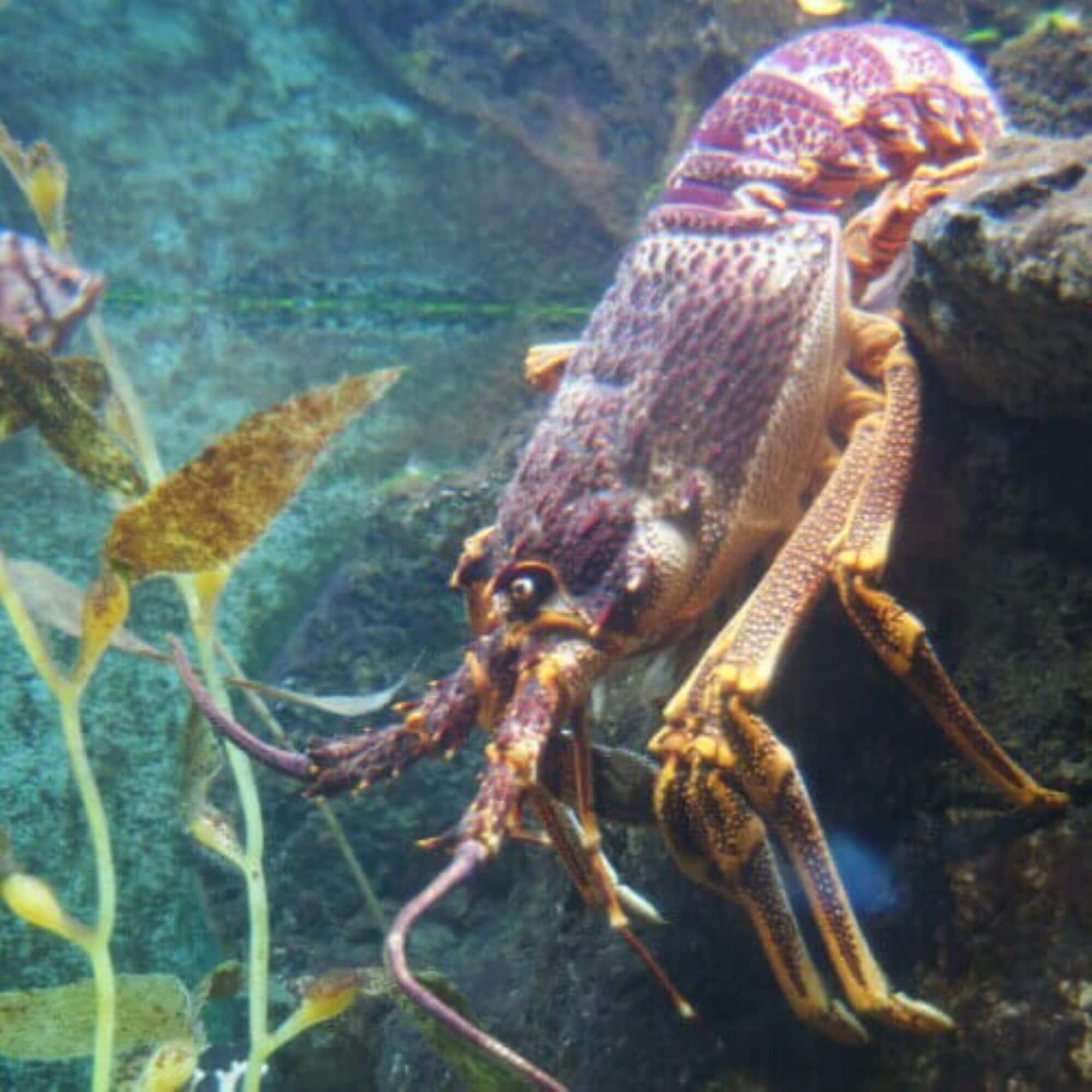 uggs are made of abused and terrified sheep’s skin | peta2