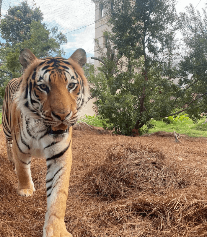 mission: help stop lsu tiger exploitation | peta2
