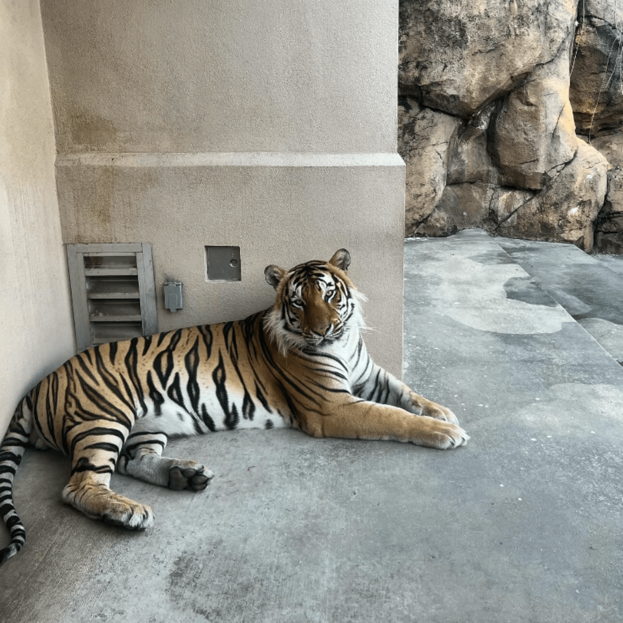 mission: help stop lsu tiger exploitation | peta2