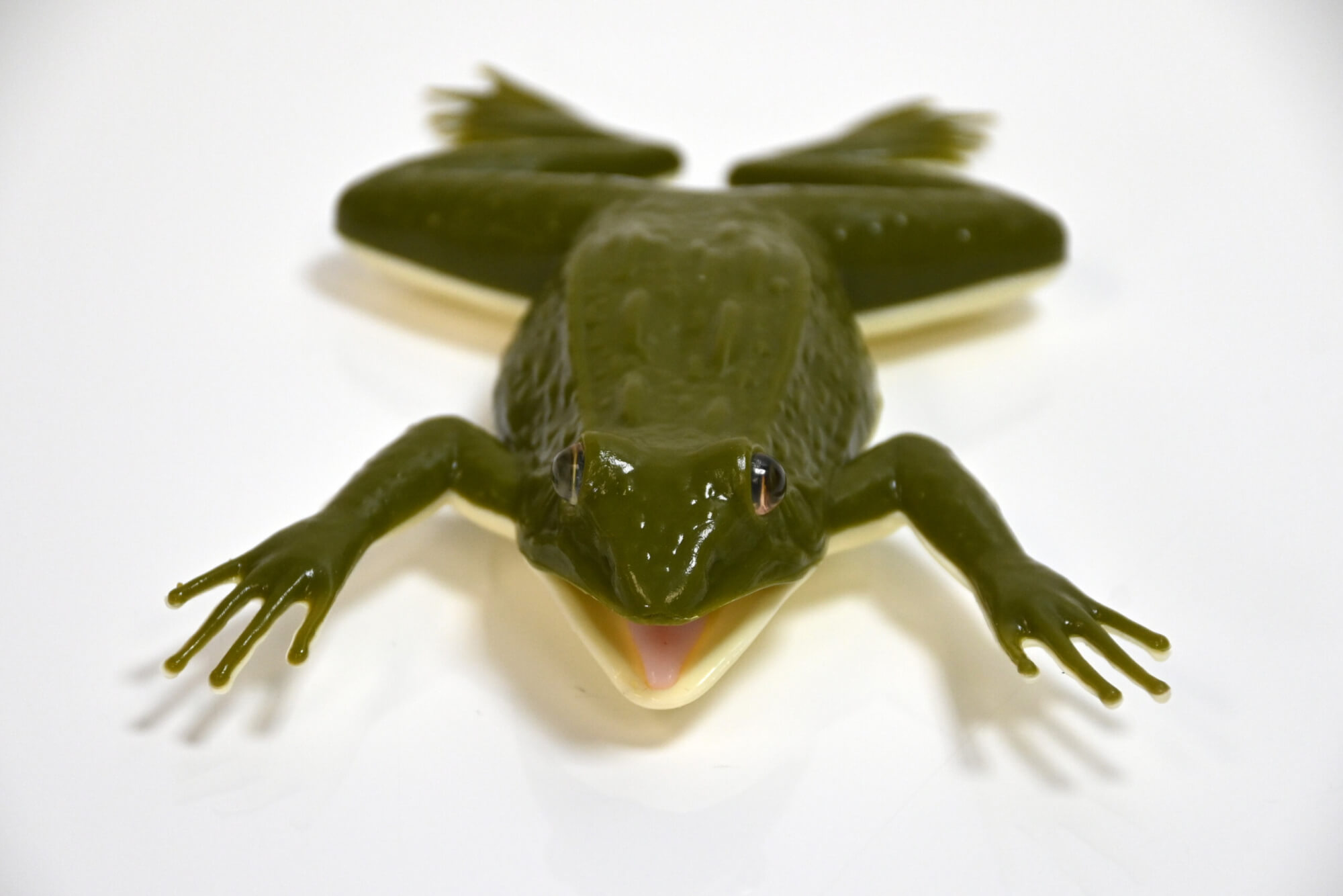 the kind frog can save frogs | peta2