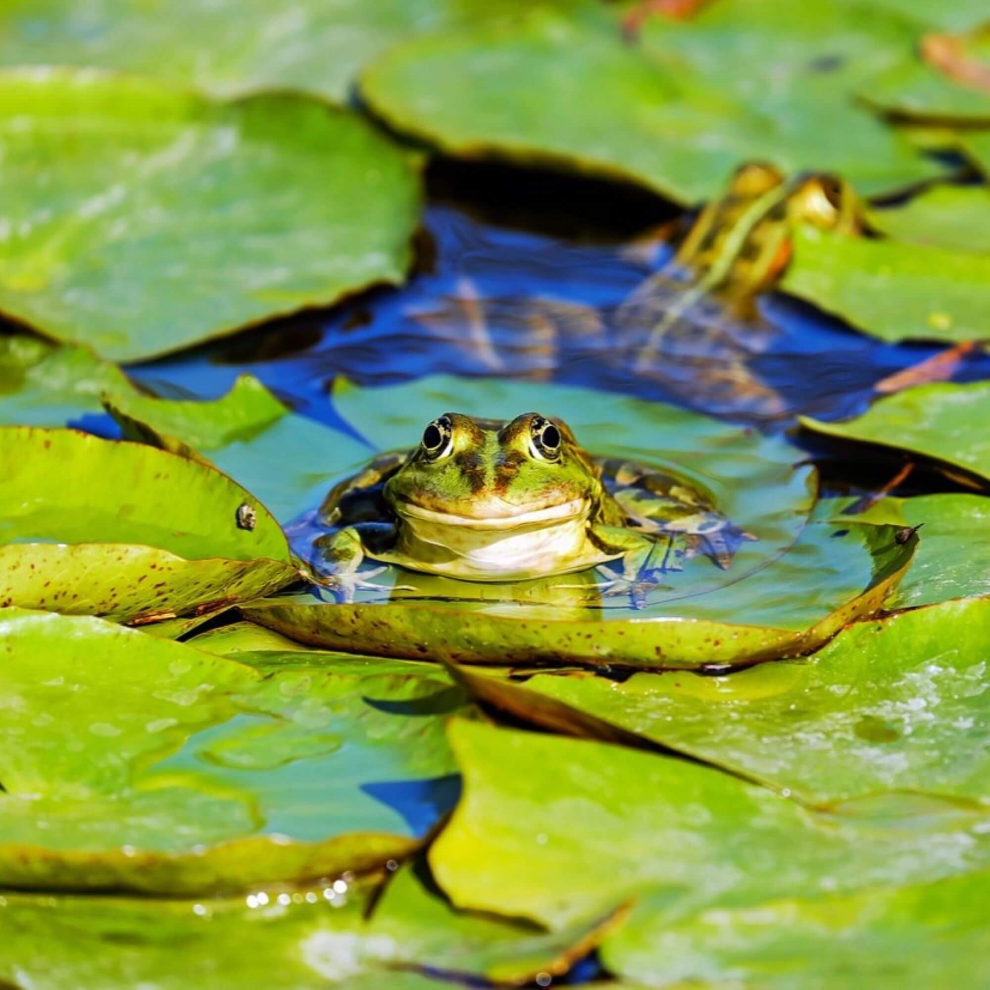 mission: write off dissection | peta2