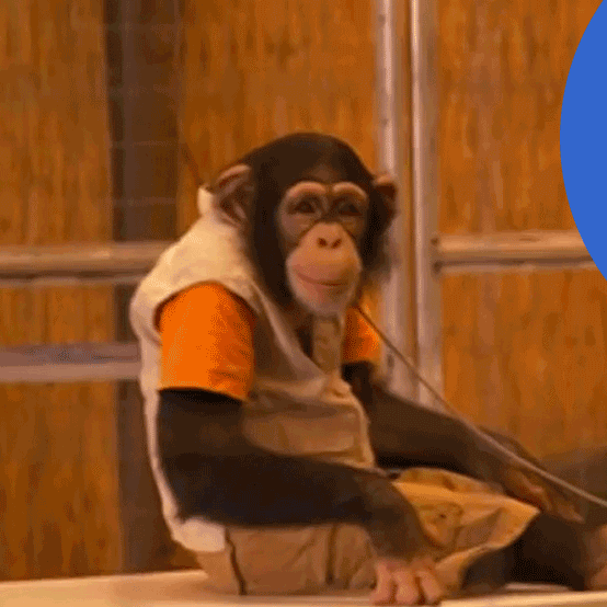 mission: urge the rosaire-zoppe fam to do what's right | peta2