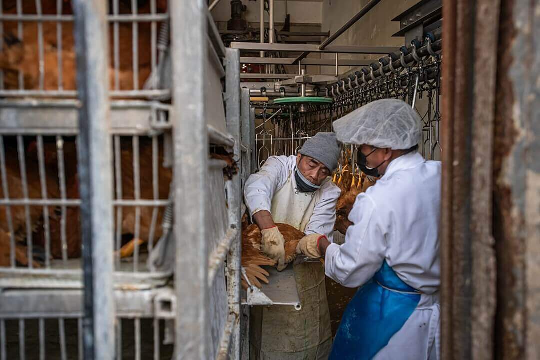 breaking the animal rights stigma | peta2