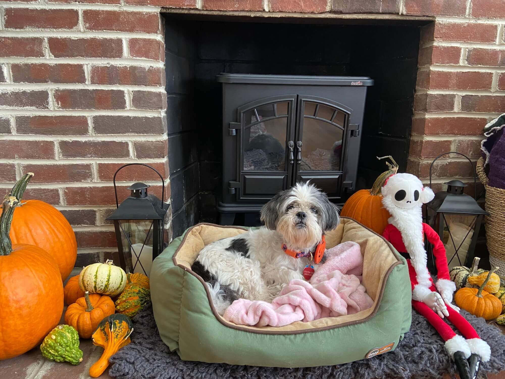 keep your animals safe with this disaster guide | peta2