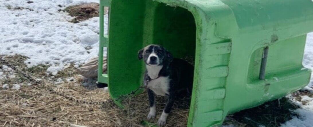 what’s wrong with hunting? | peta2